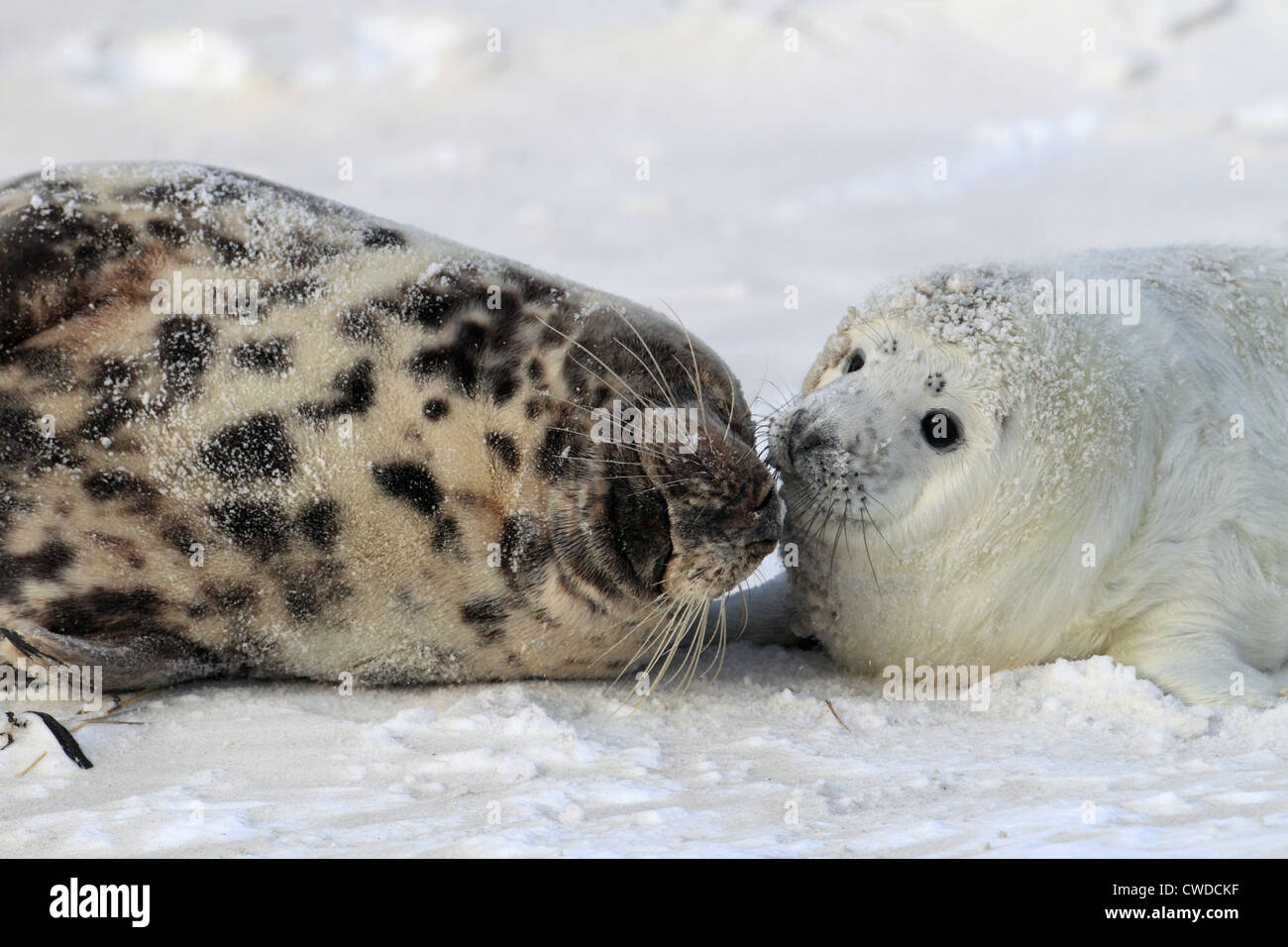 gray seal female with cub in snow at the beach Stock Photo - Alamy