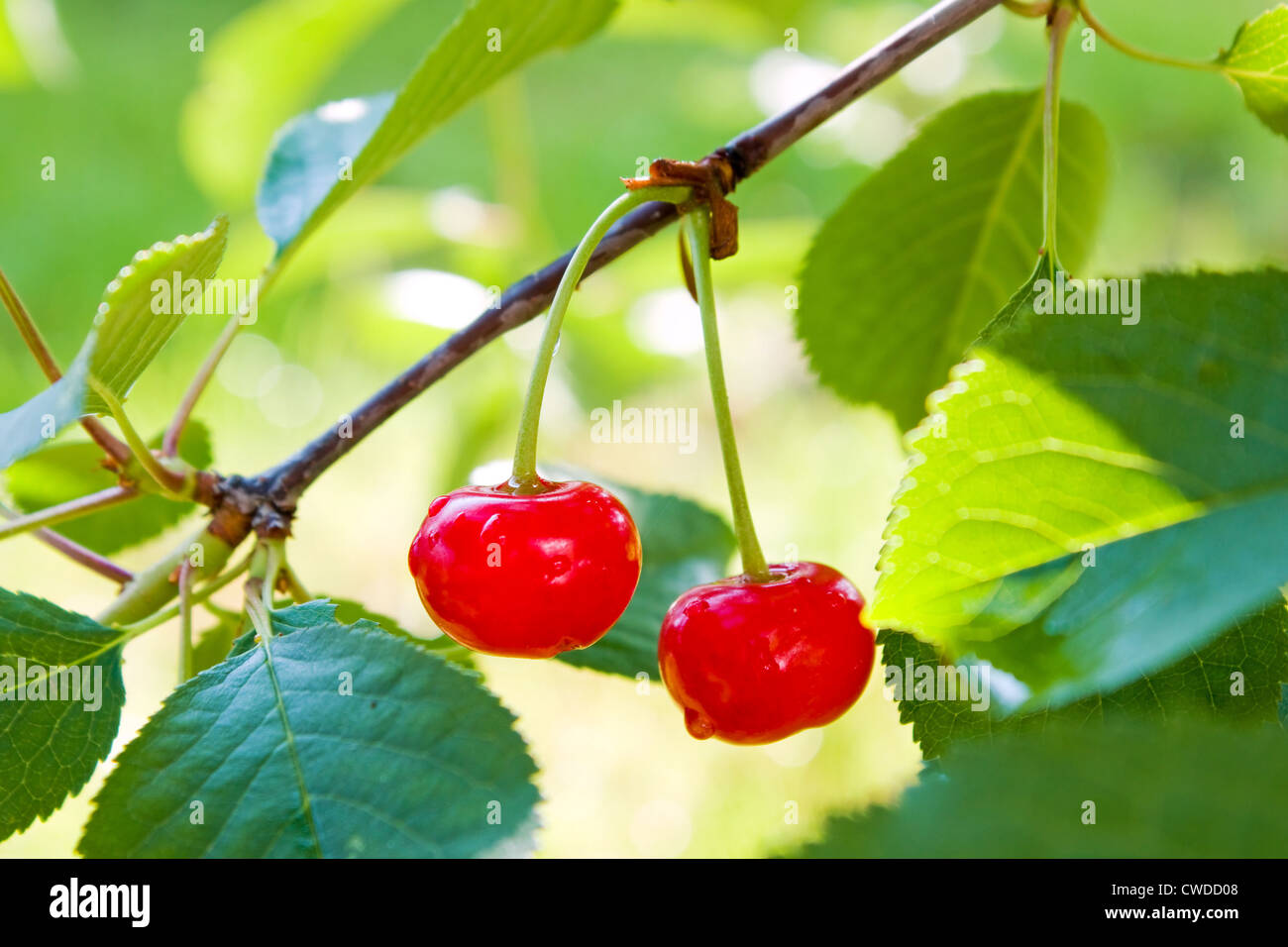 Ripe cherry on branch Stock Photo - Alamy
