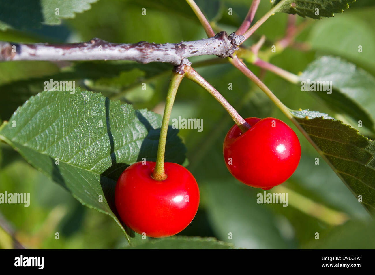 Ripe cherry on branch Stock Photo - Alamy
