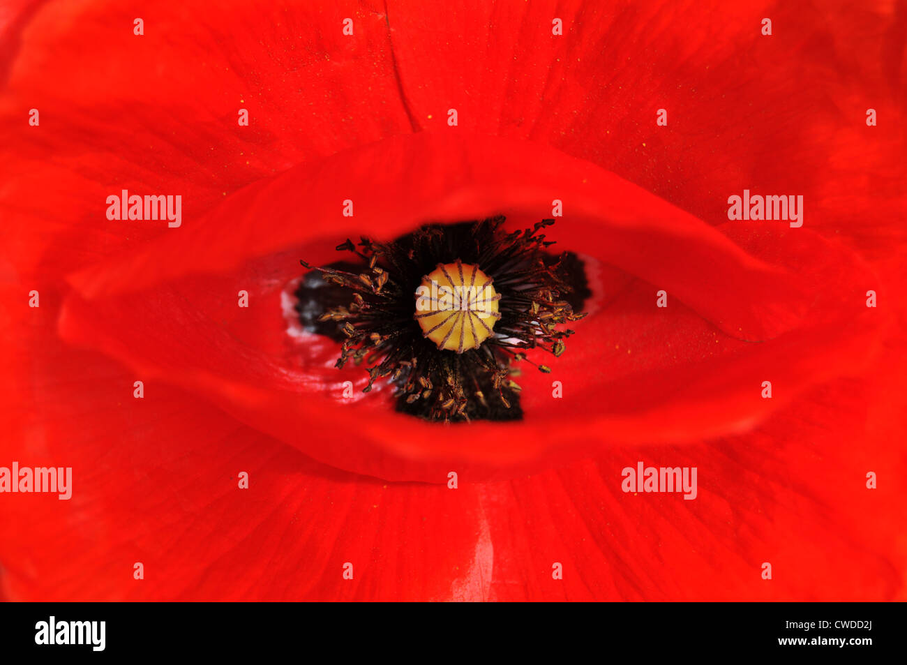 Extreme close up of a bright red poppy flower Stock Photo - Alamy Extreme close up of a bright red poppy flower Stock Photo - Alamy