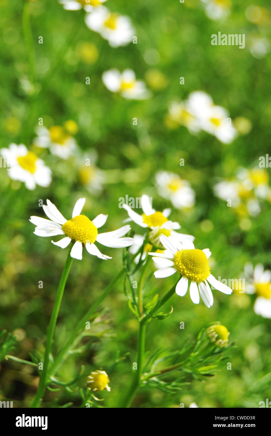 Close up of German Chamomile (Matricaria recutita) plant known as the ...