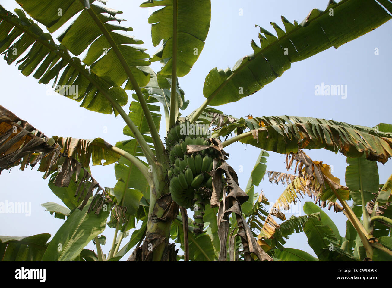 Banana plant with ripe bananas Stock Photo - Alamy