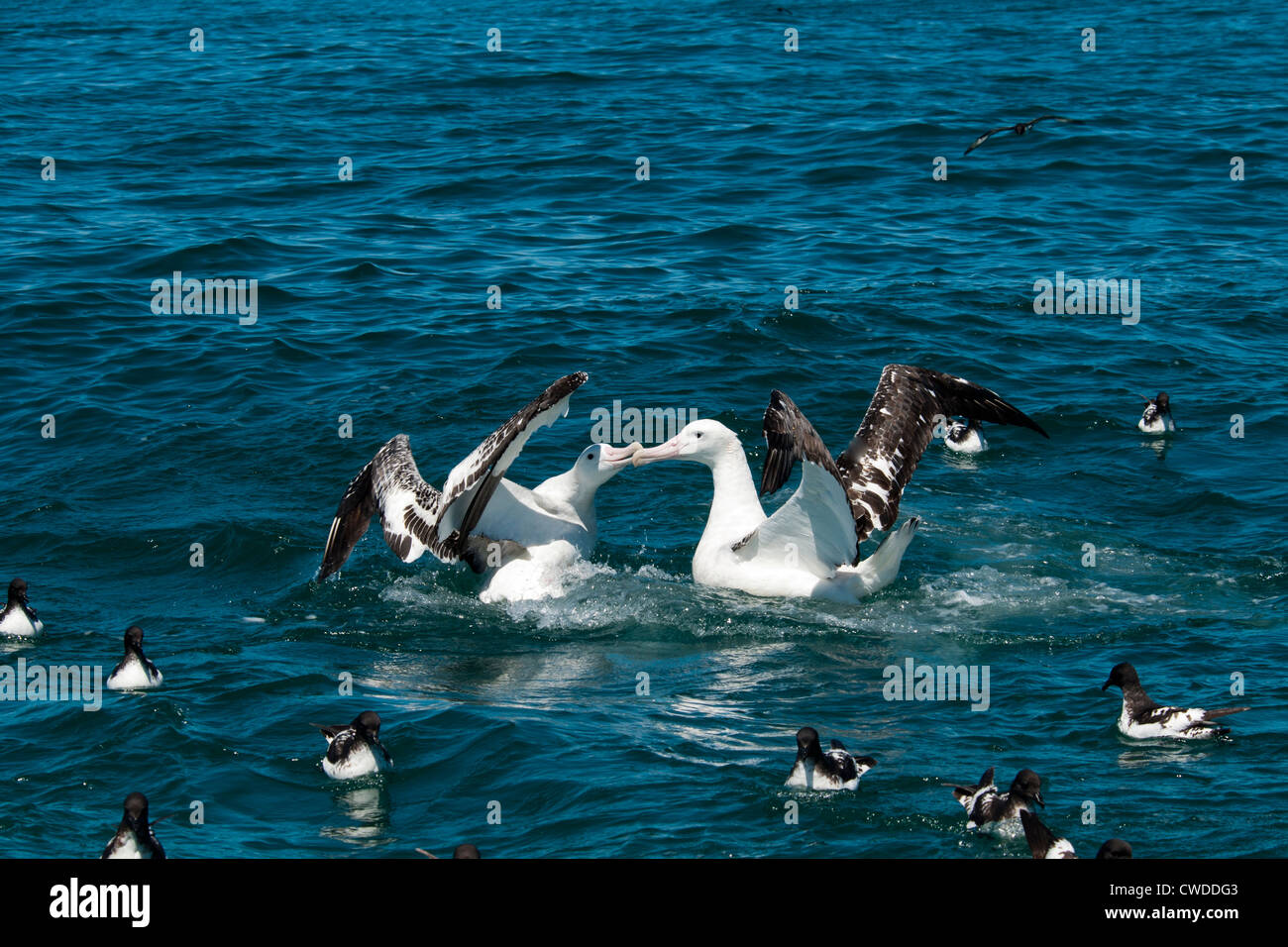 Wandering Albatrosses arguing with one another in the Pacific Ocean ...