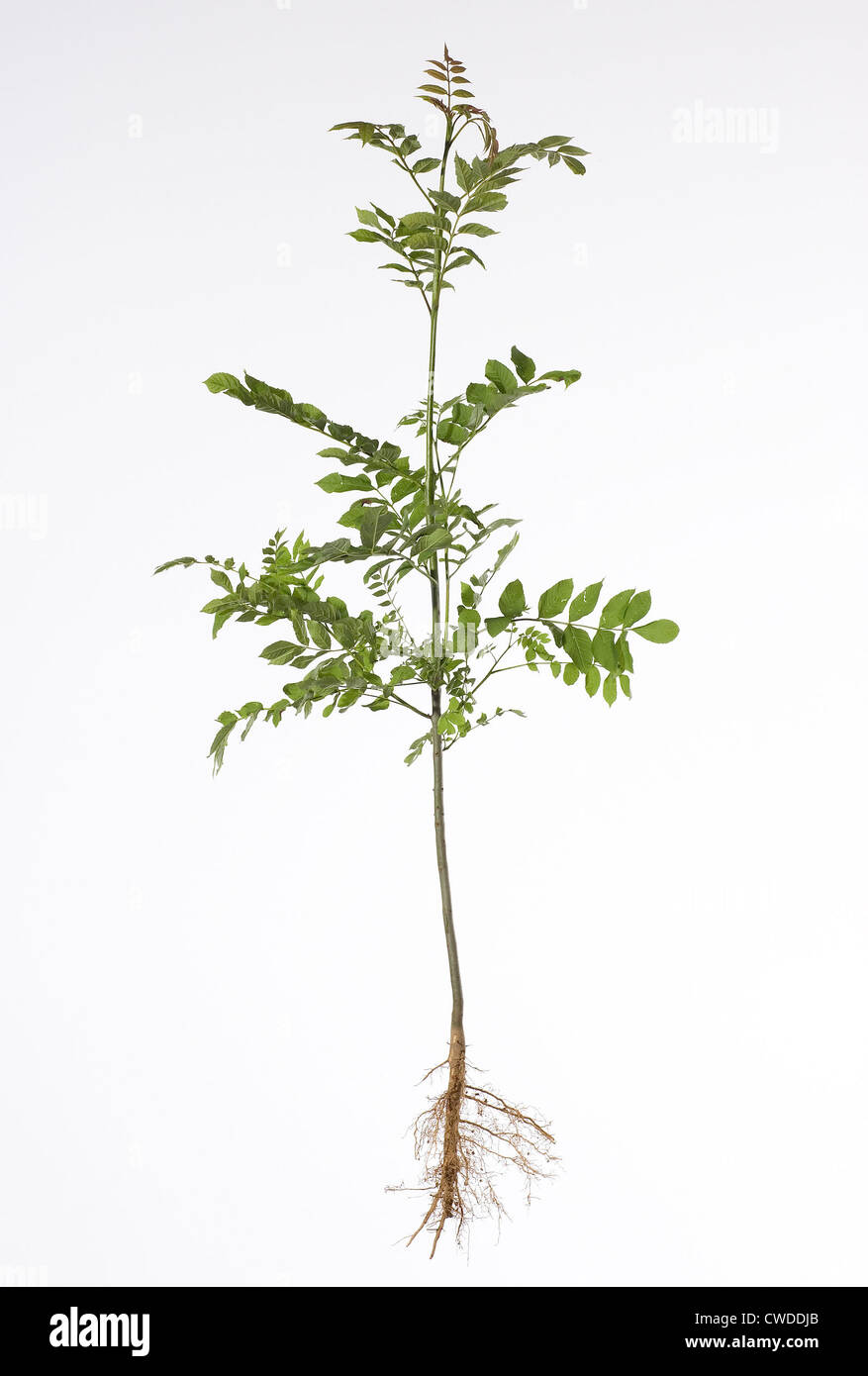 Is anyone else mildly infuriated that the neither the bark, wood or ...