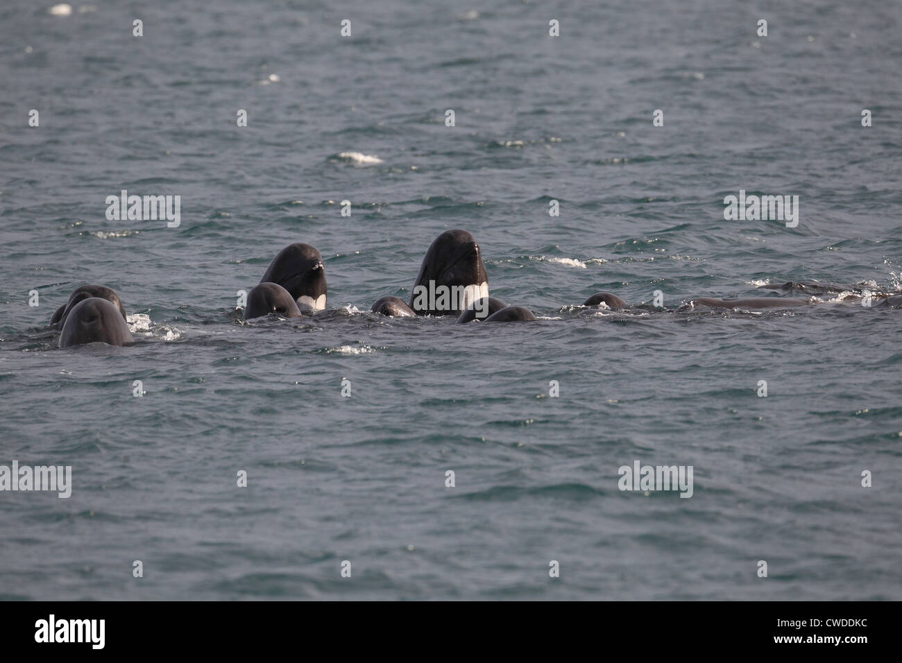 Long-finned Pilot Whales Globicephala melas Lerwick Shetland Islands ...