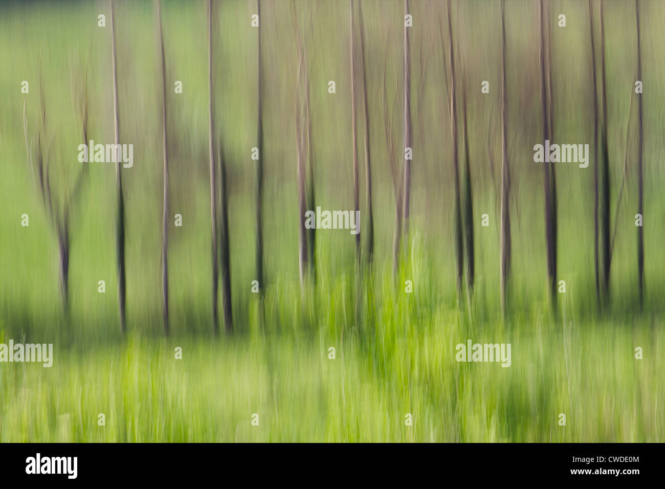 Blurred trees in a meadow Stock Photo - Alamy