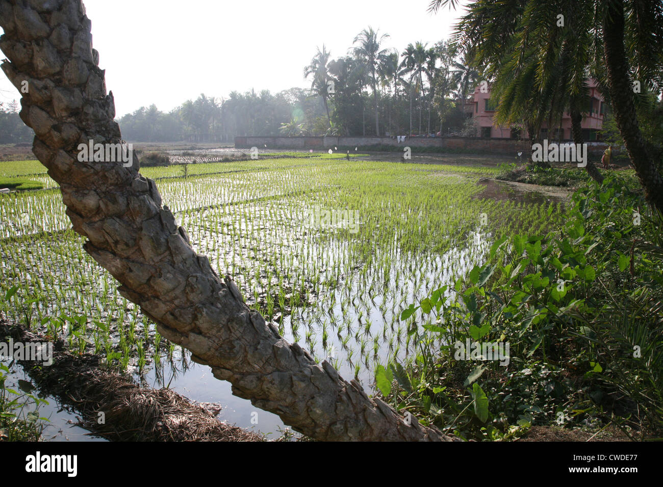 Paddy texture hi-res stock photography and images - Alamy