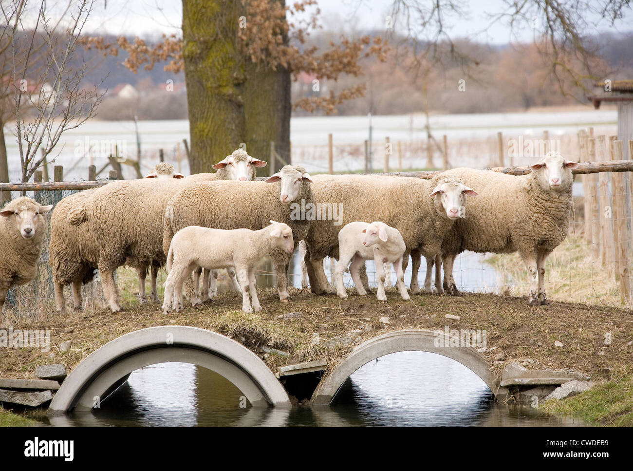 Sheep protect themselves water hi-res stock photography and images - Alamy