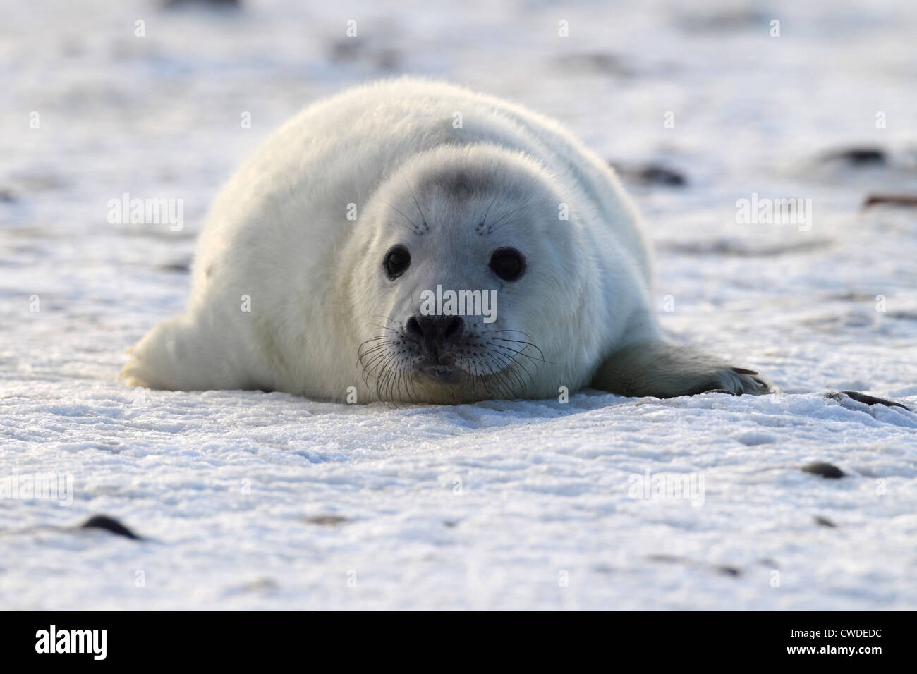 gray seal cub in snow at the beach Stock Photo - Alamy