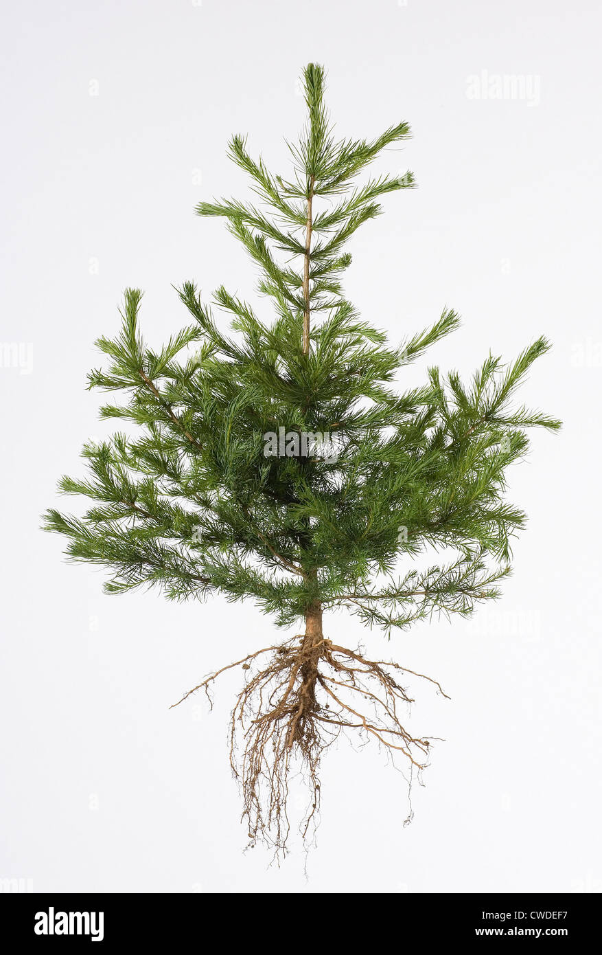 Berlin, a conifer seedling Stock Photo - Alamy