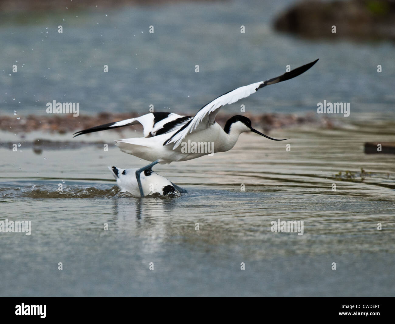 Pair of avocets hi-res stock photography and images - Alamy