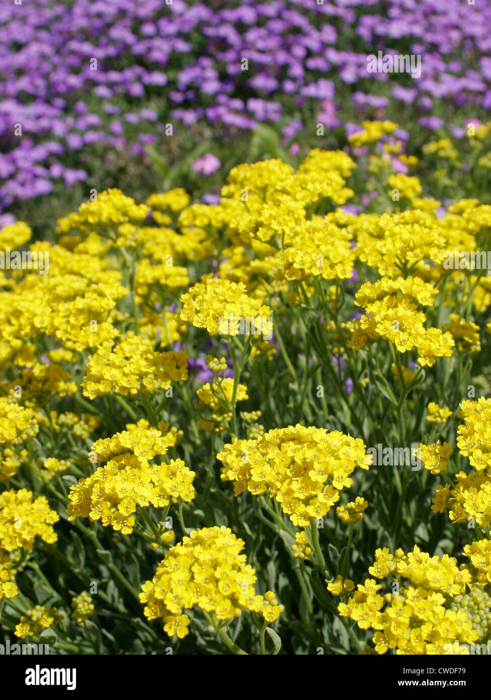 Riedlingen, purple violets and yellow yarrow Stock Photo - Alamy