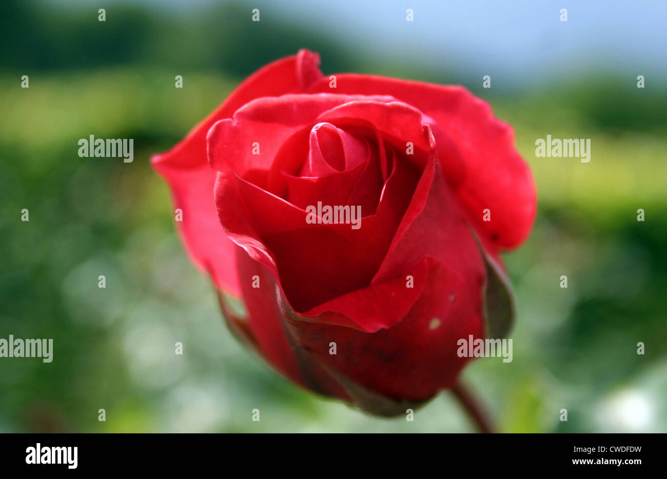Symbol image: a red rose Stock Photo - Alamy