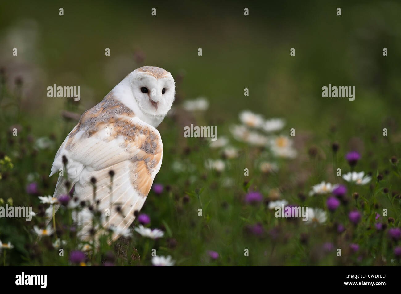 Barn Owl on a perch in a field of wild flowers Stock Photo - Alamy