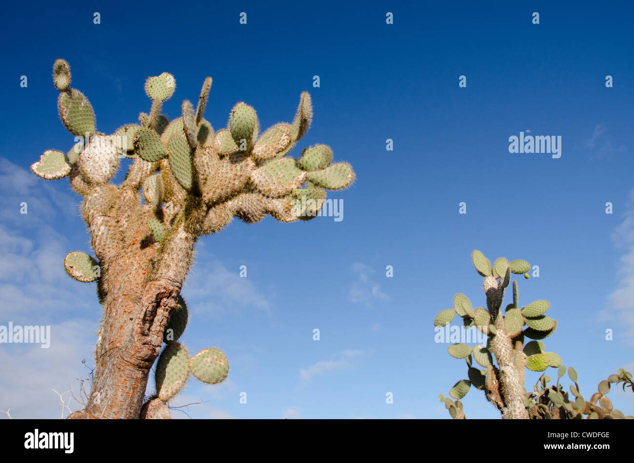 Ecuador, Galapagos, Santa Fe. Giant prickly pear cactus (endemic ...