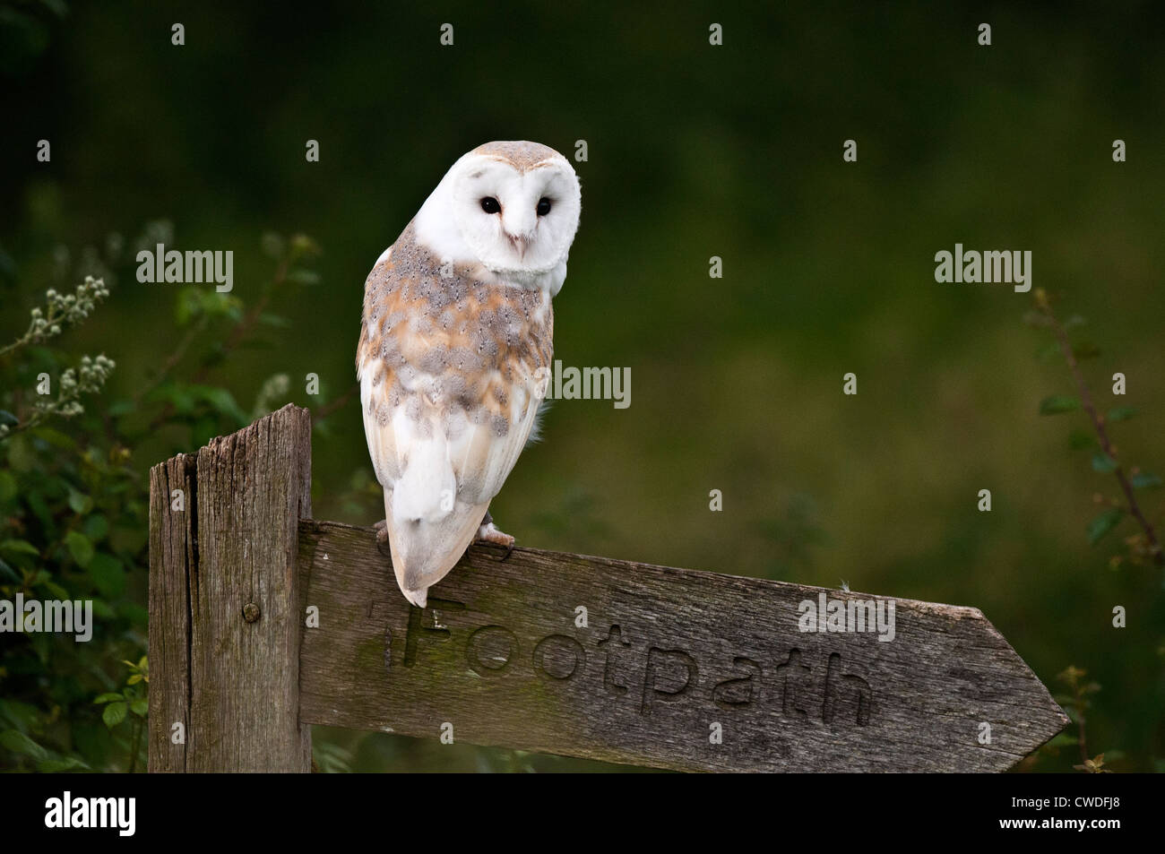 Way marked hi-res stock photography and images - Alamy