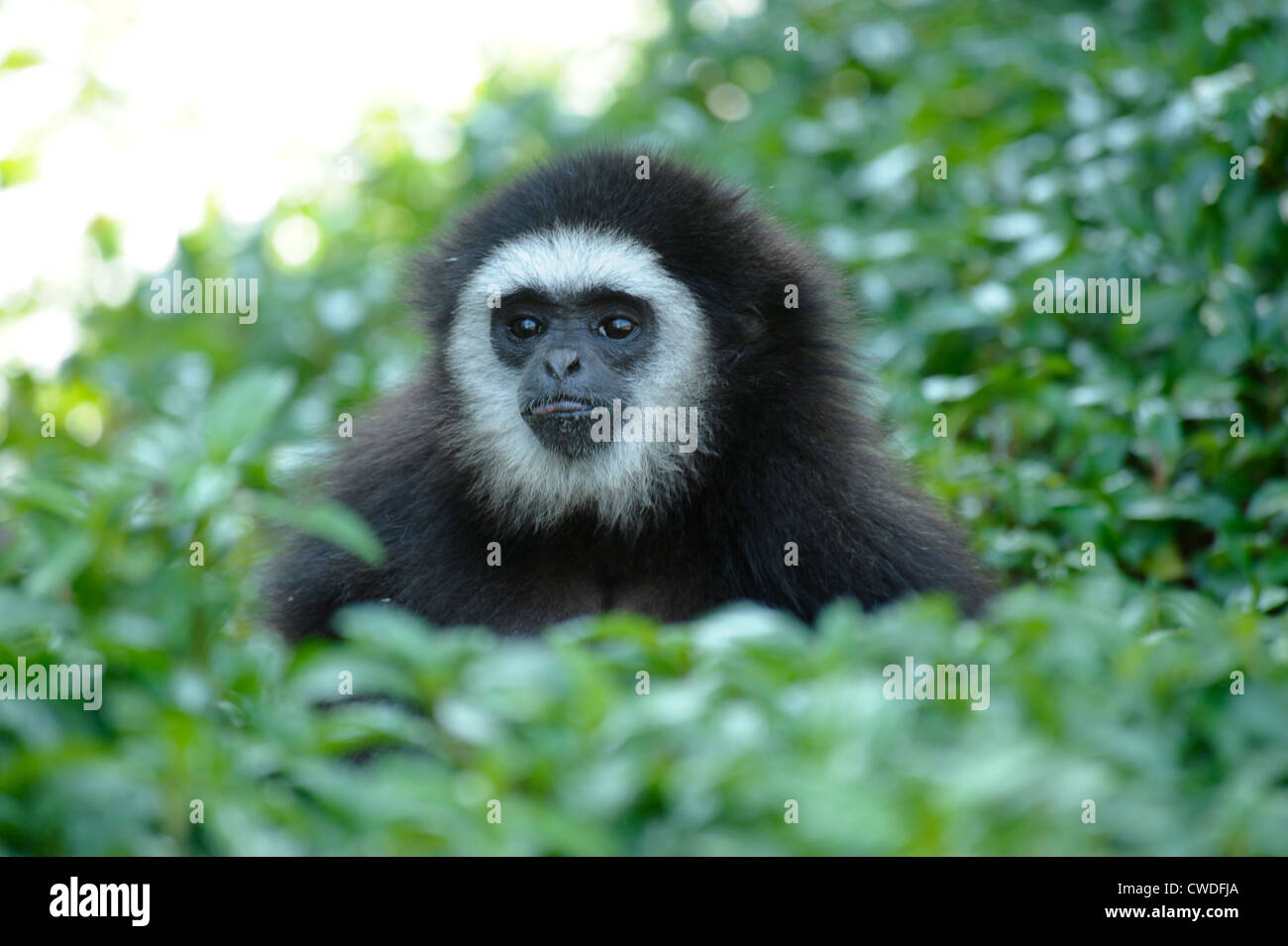 northern white cheek gibbon,gibbon island , chiang mai zoo, chiang mai ...