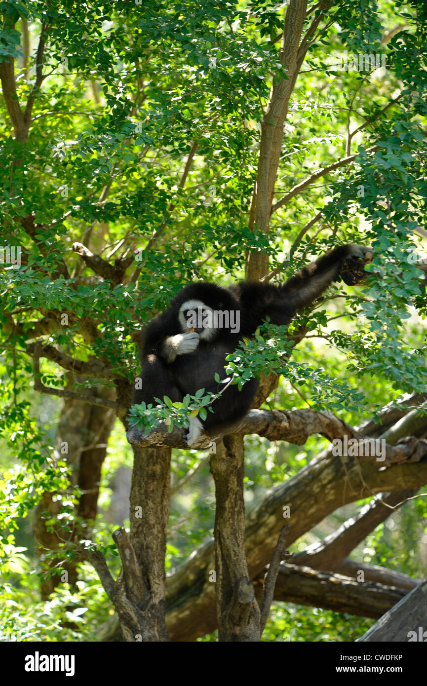 northern white cheek gibbon, gibbon island , chiang mai zoo, chiang mai ...