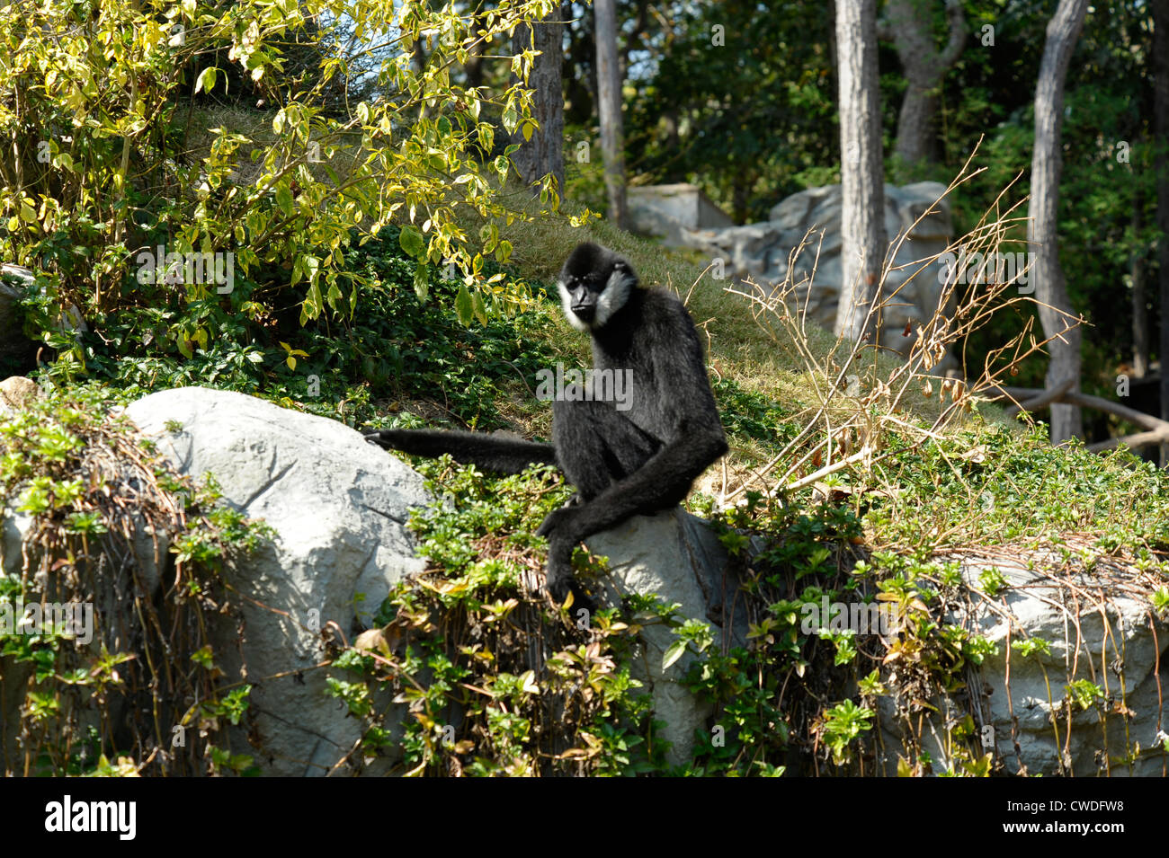 northern white cheek gibbon, gibbon island , chiang mai zoo, chiang mai ...