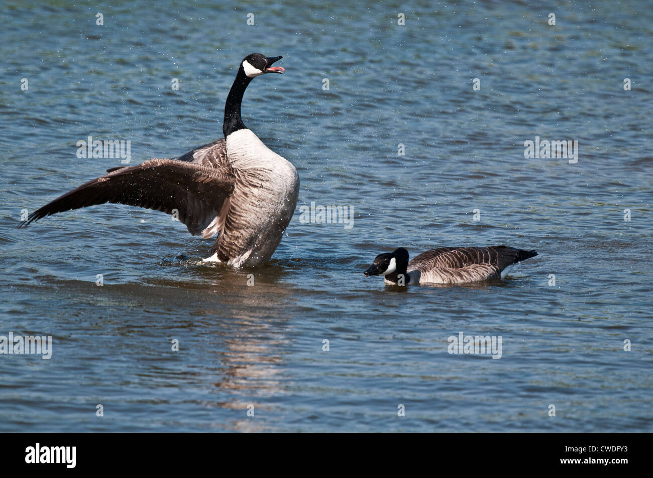 Canada Goose displaying Stock Photo - Alamy