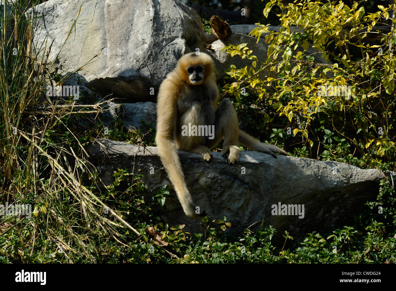 white handed gibbon (LARS GIBBON), gibbon island , chiang mai zoo ...