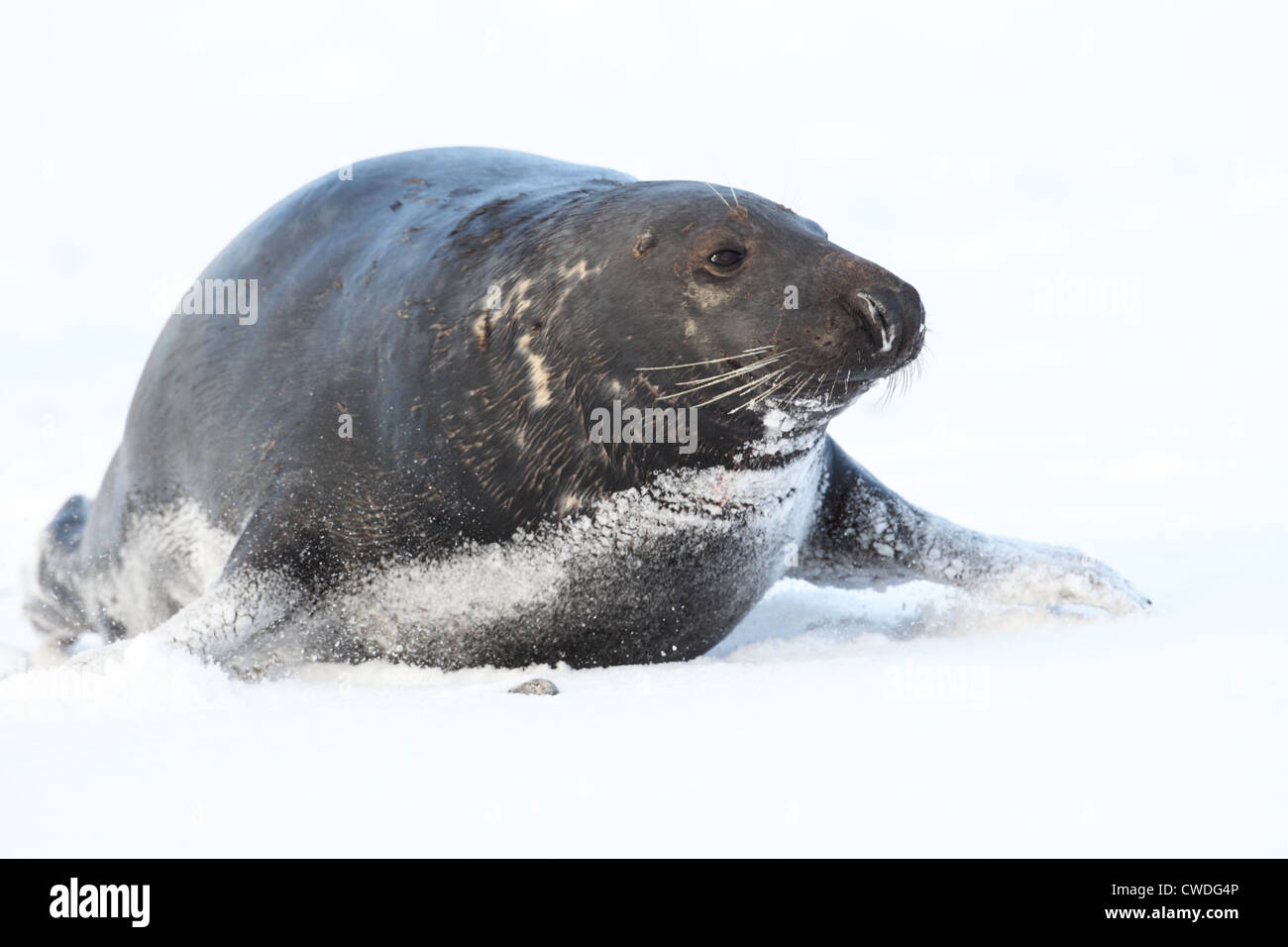 Atlantic seals Cut Out Stock Images & Pictures - Alamy