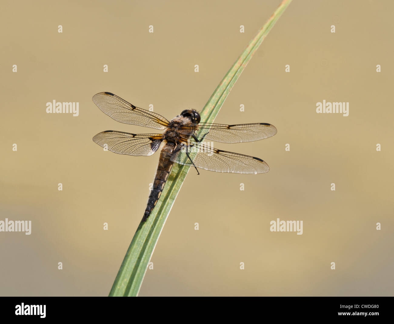 Four Spotted Chaser on a reed at the side of a pond Stock Photo - Alamy