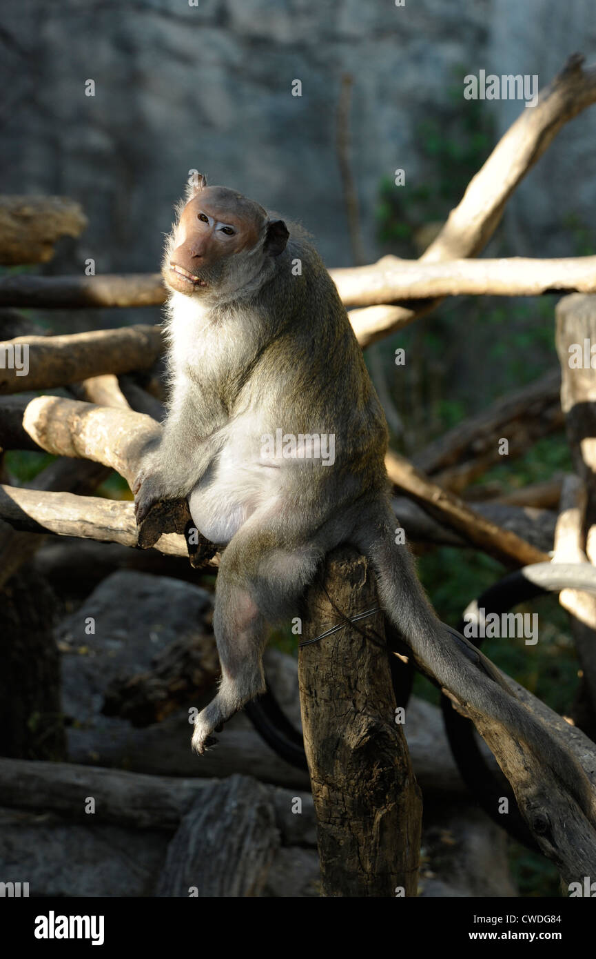 monkey with a grin on its face, chiang mai zoo, chiang mai,thailand ...