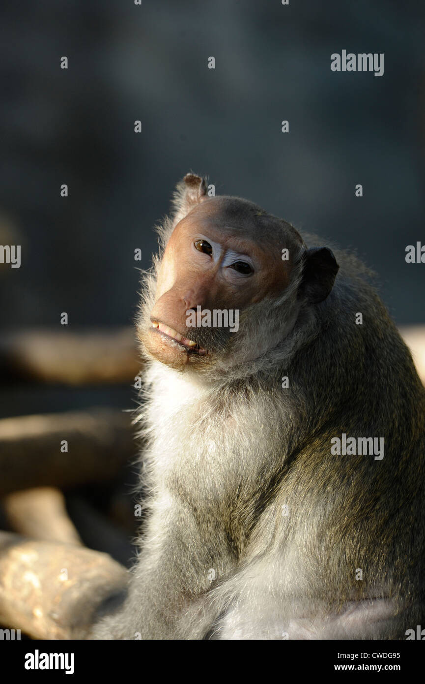 monkey with a grin on its face, chiang mai zoo, chiang mai,thailand ...
