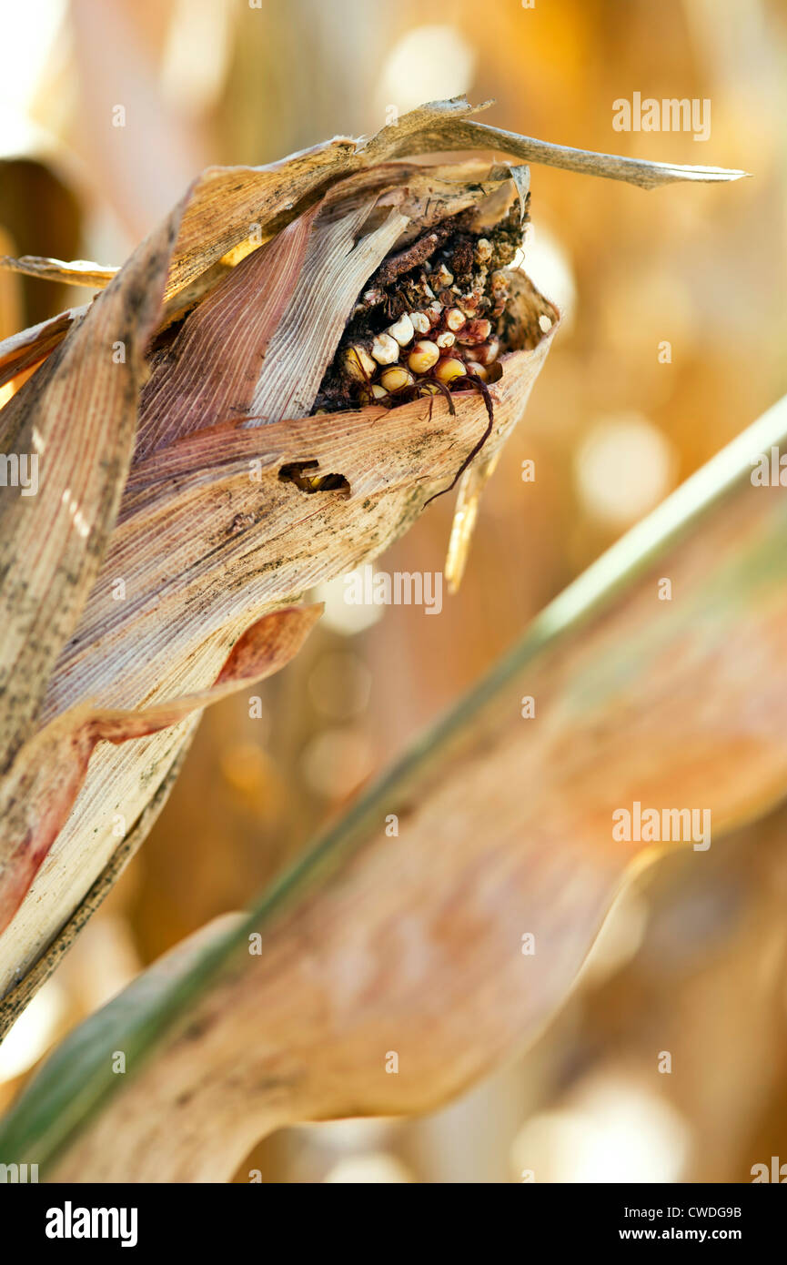 A dry ear of corn during a drought in Oklahoma Stock Photo - Alamy