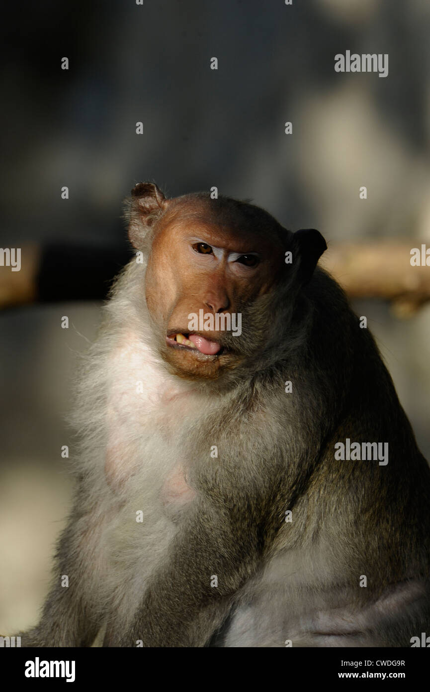 monkey with a grin on its face, chiang mai zoo, chiang mai,thailand ...