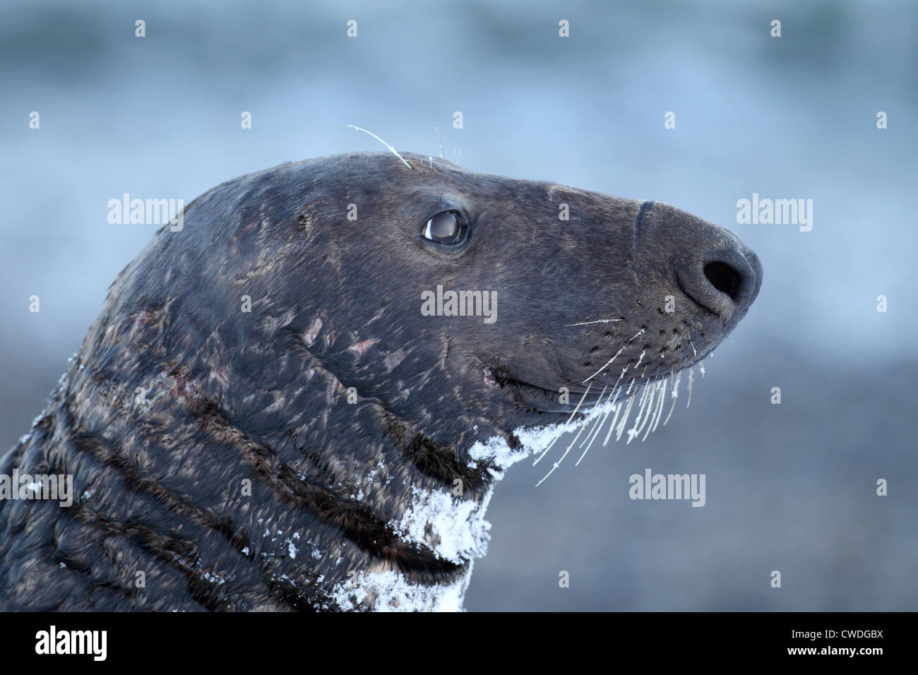 gray seal in snow at the beach Stock Photo - Alamy