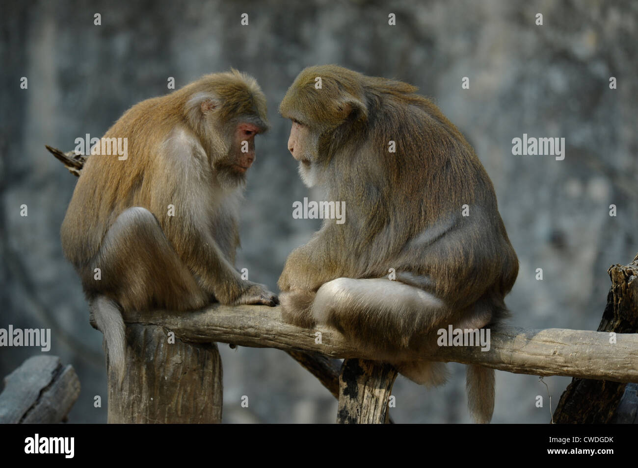 Monkeys chiang mai zoo thailand hi-res stock photography and images - Alamy