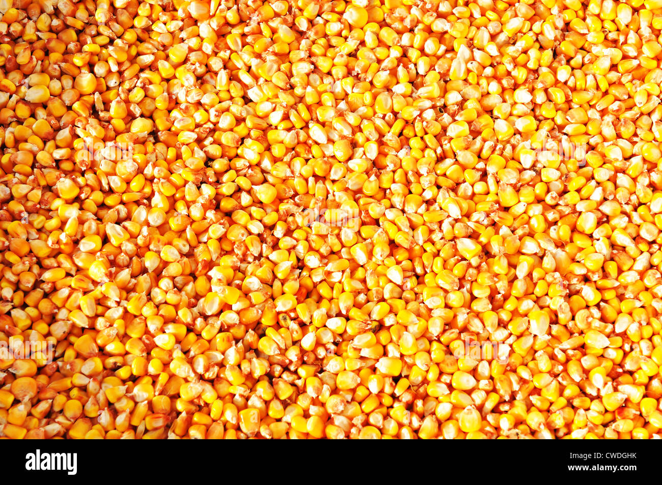 Corn grains texture suitable as background Stock Photo - Alamy