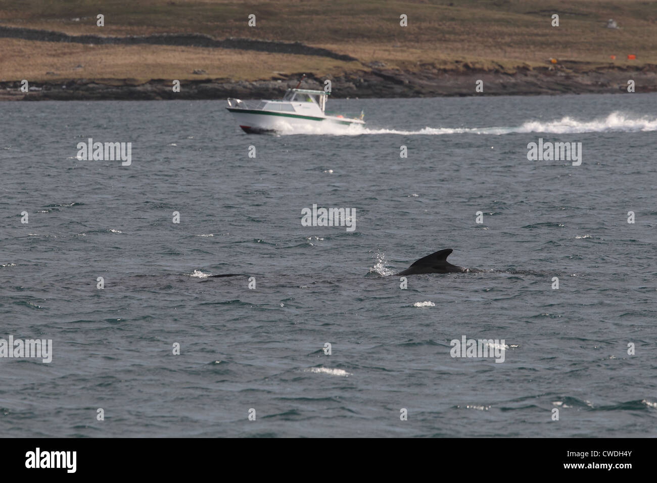 Long finned pilot whale hi-res stock photography and images - Alamy