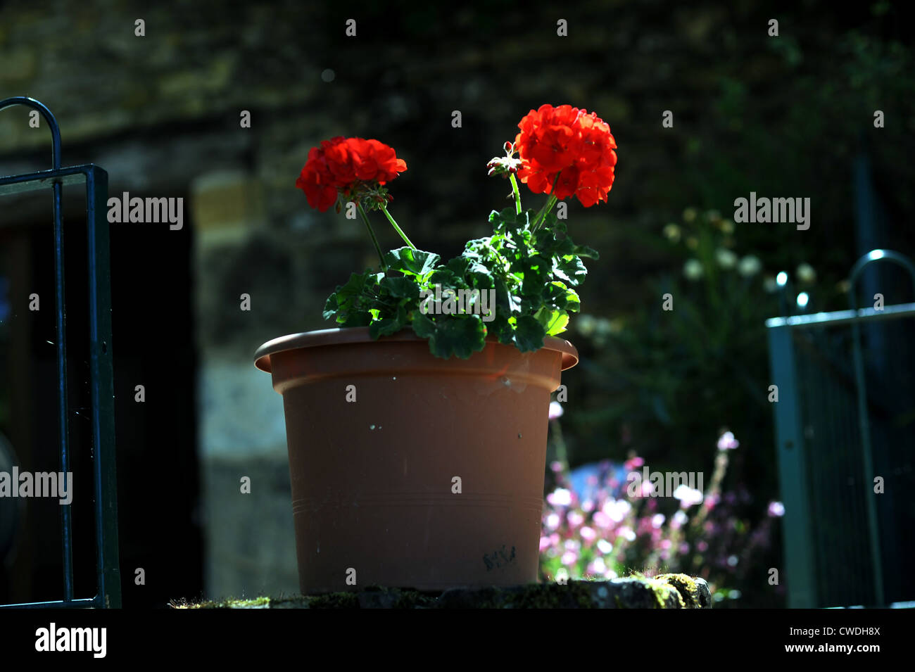 Red geraniums in pot hi-res stock photography and images - Alamy