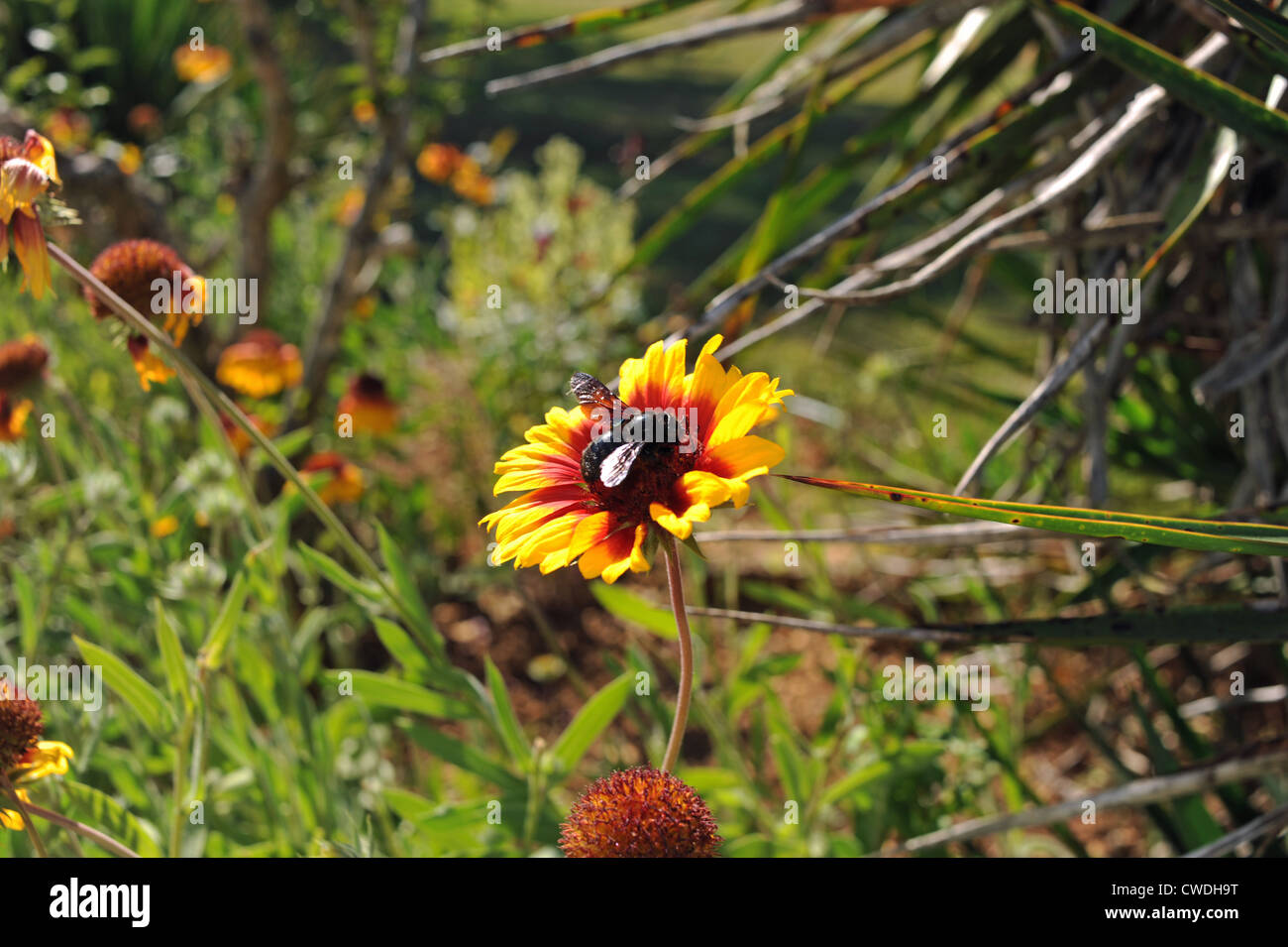Large bee on yellow and orange flowers in the Lot Region of South West ...