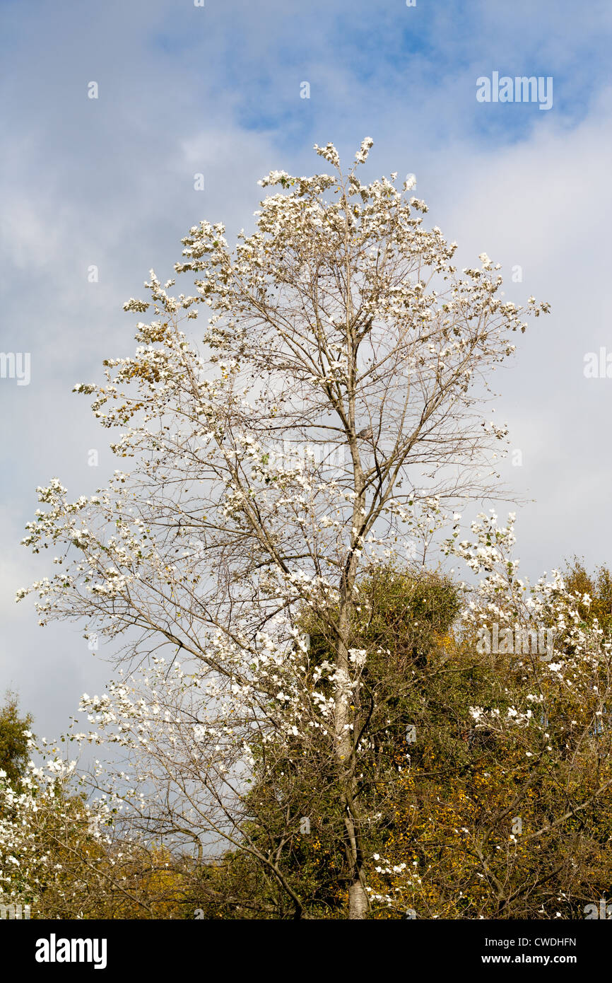 Tree trees top tops hi-res stock photography and images - Alamy