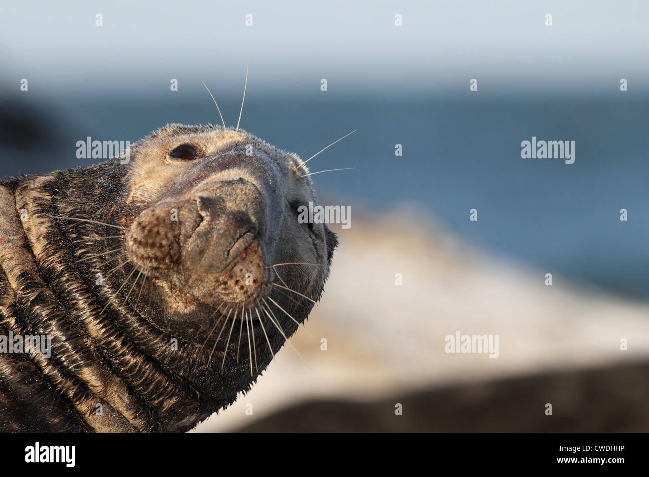 gray seal at the beach Stock Photo - Alamy