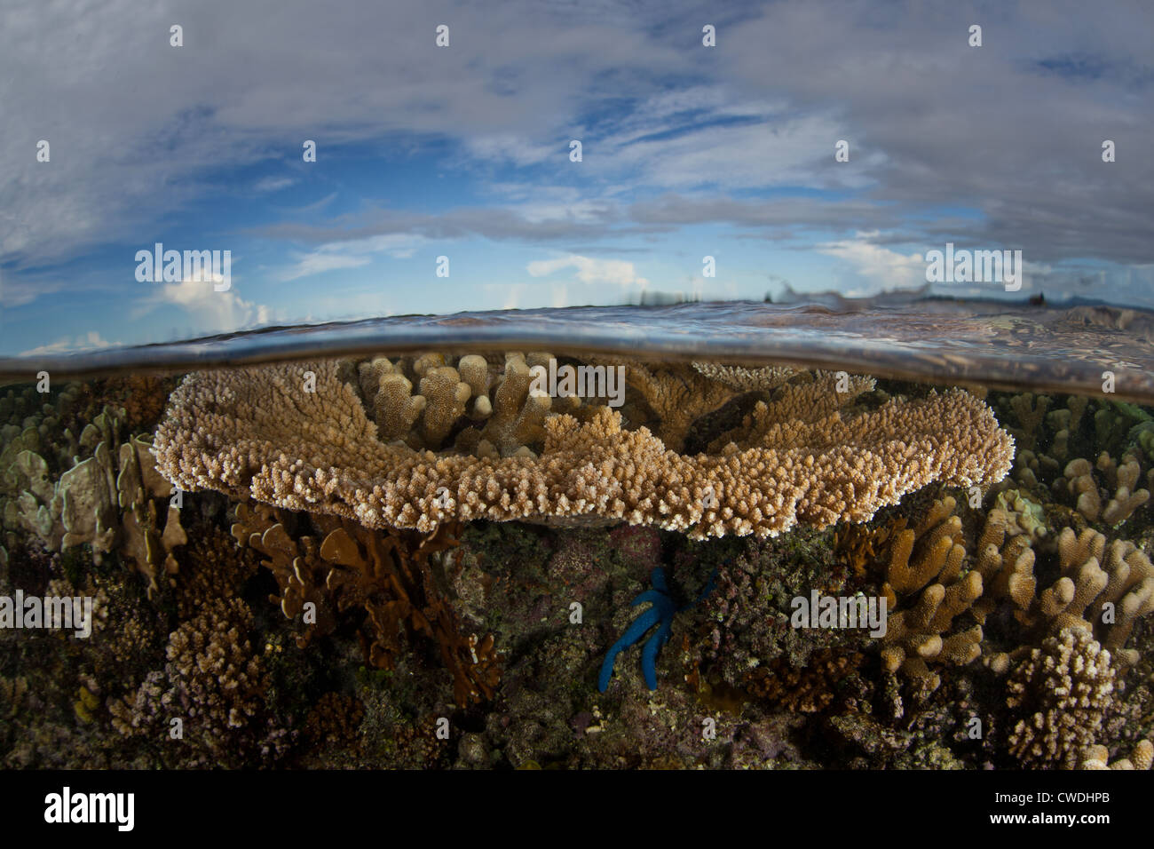 Shallow corals grow within centimeters of the low tide line on a reef ...