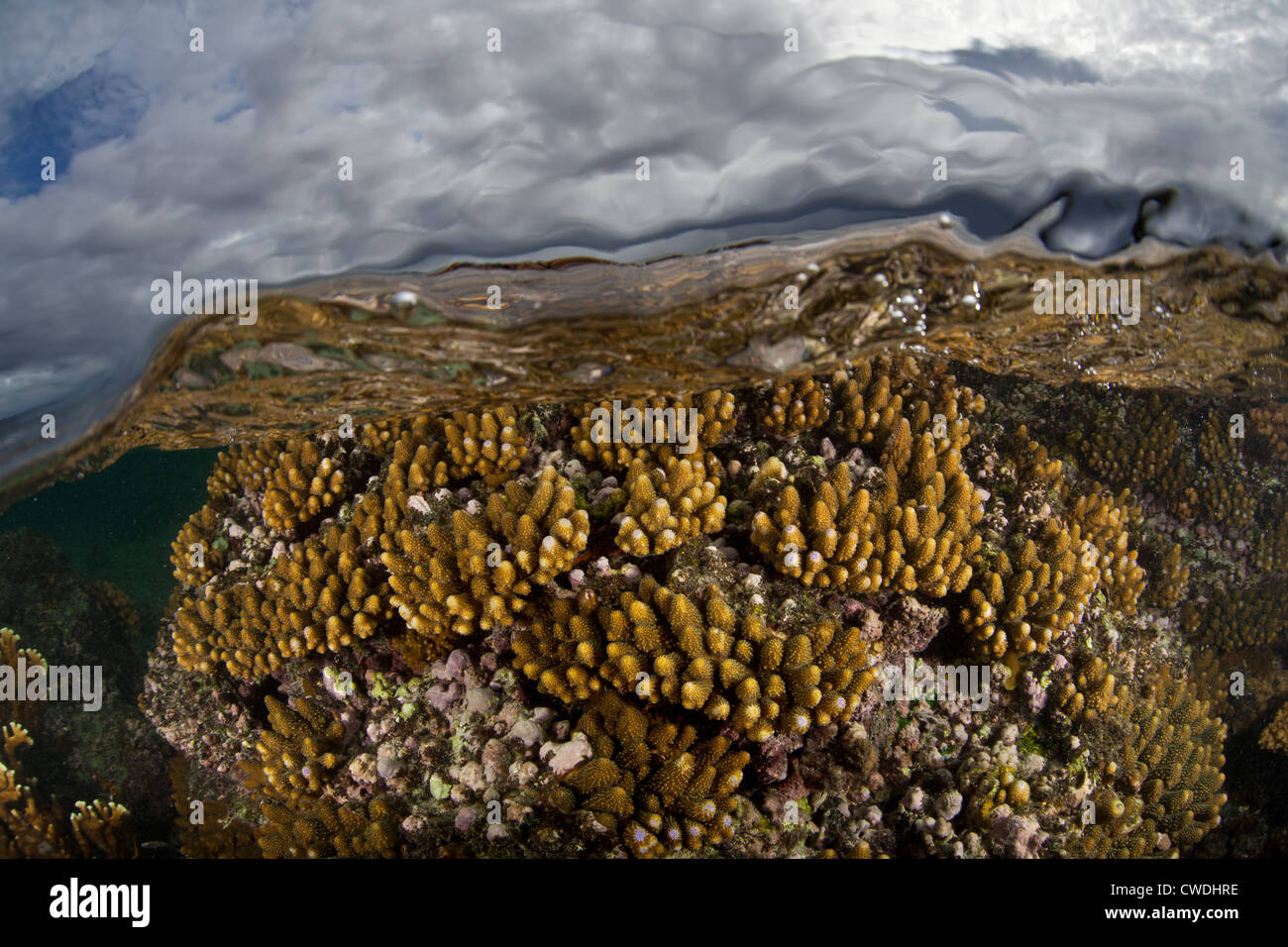 Shallow corals grow within centimeters of the low tide line on a reef ...