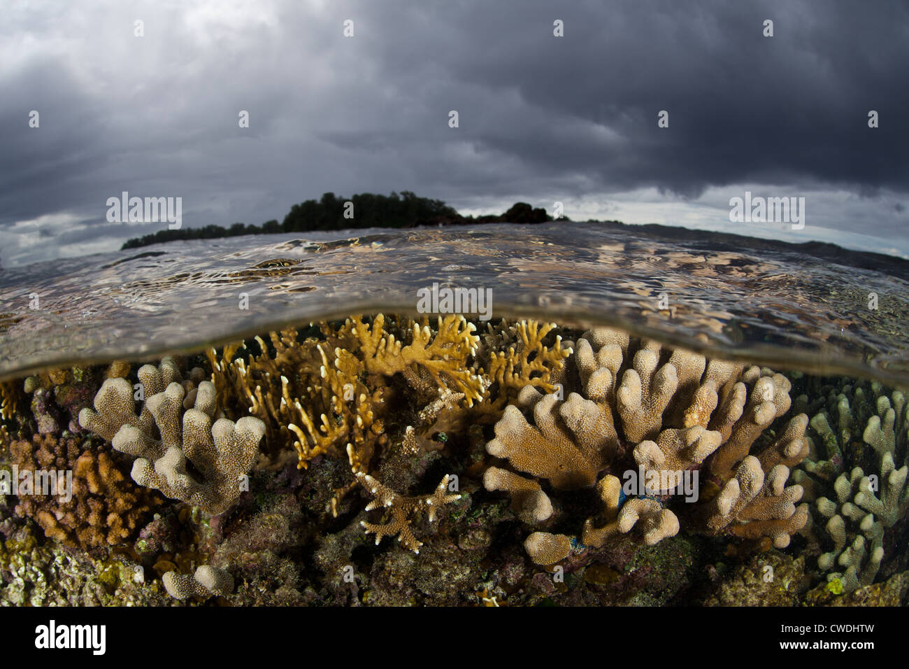 Shallow corals grow within centimeters of the low tide line on a reef ...