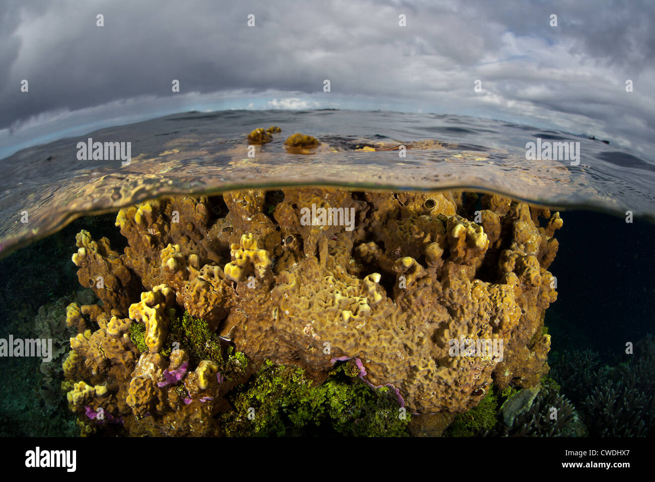 Shallow corals grow within centimeters of the low tide line on a reef ...