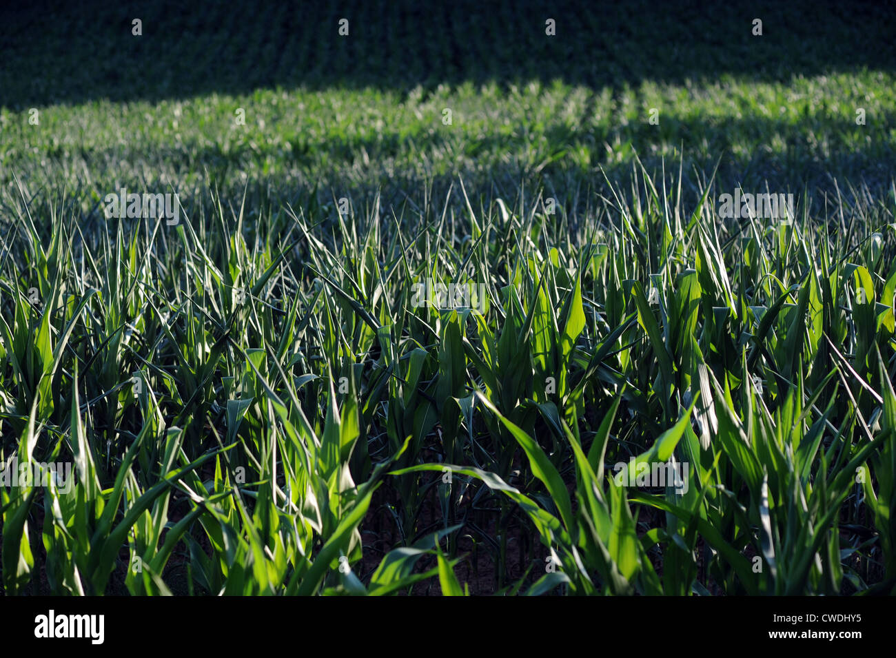 Field corn in summer french hi-res stock photography and images - Alamy
