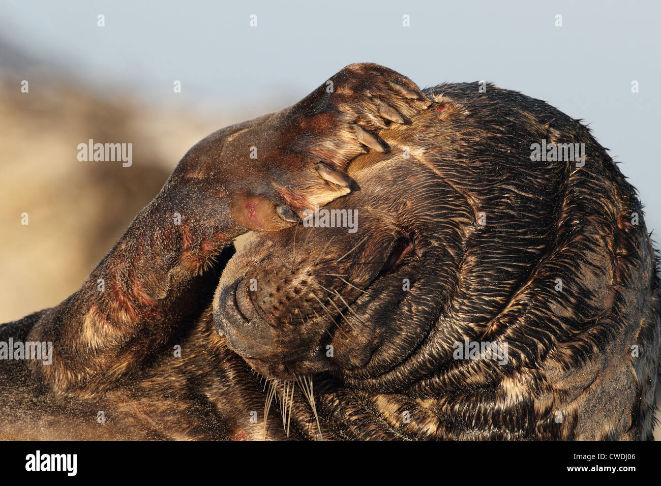 gray seal at the beach Stock Photo - Alamy