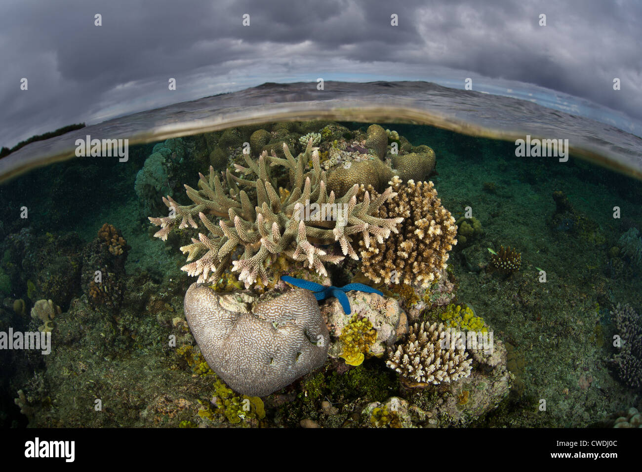 Shallow corals grow within centimeters of the low tide line on a reef ...