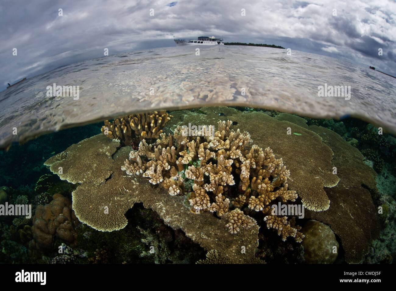 Hard corals, mainly Acropora species, grow on a shallow reef flat with ...