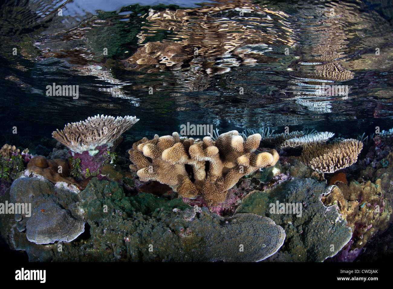 Mirrored in the surface, hard corals grow on a shallow reef flat. These ...