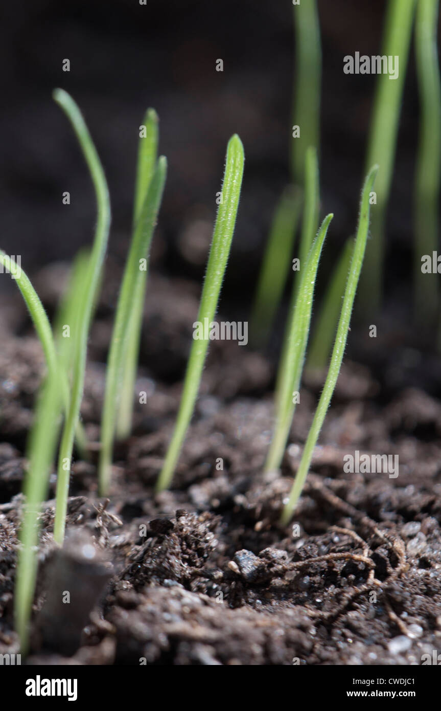 First early grass seedlings arrived in spring froom the soil Stock ...