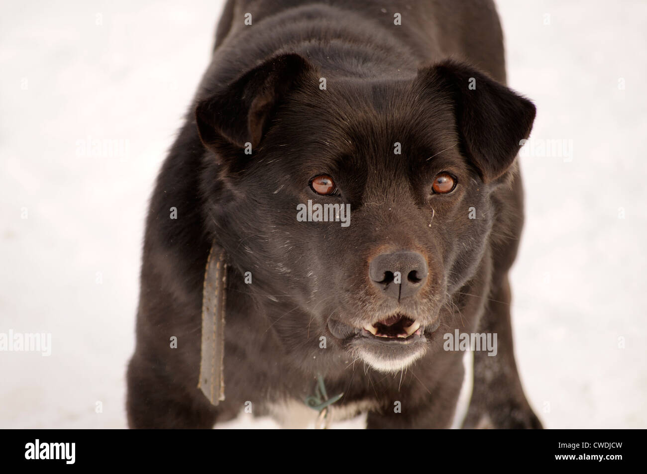 Scary dog hi-res stock photography and images - Alamy